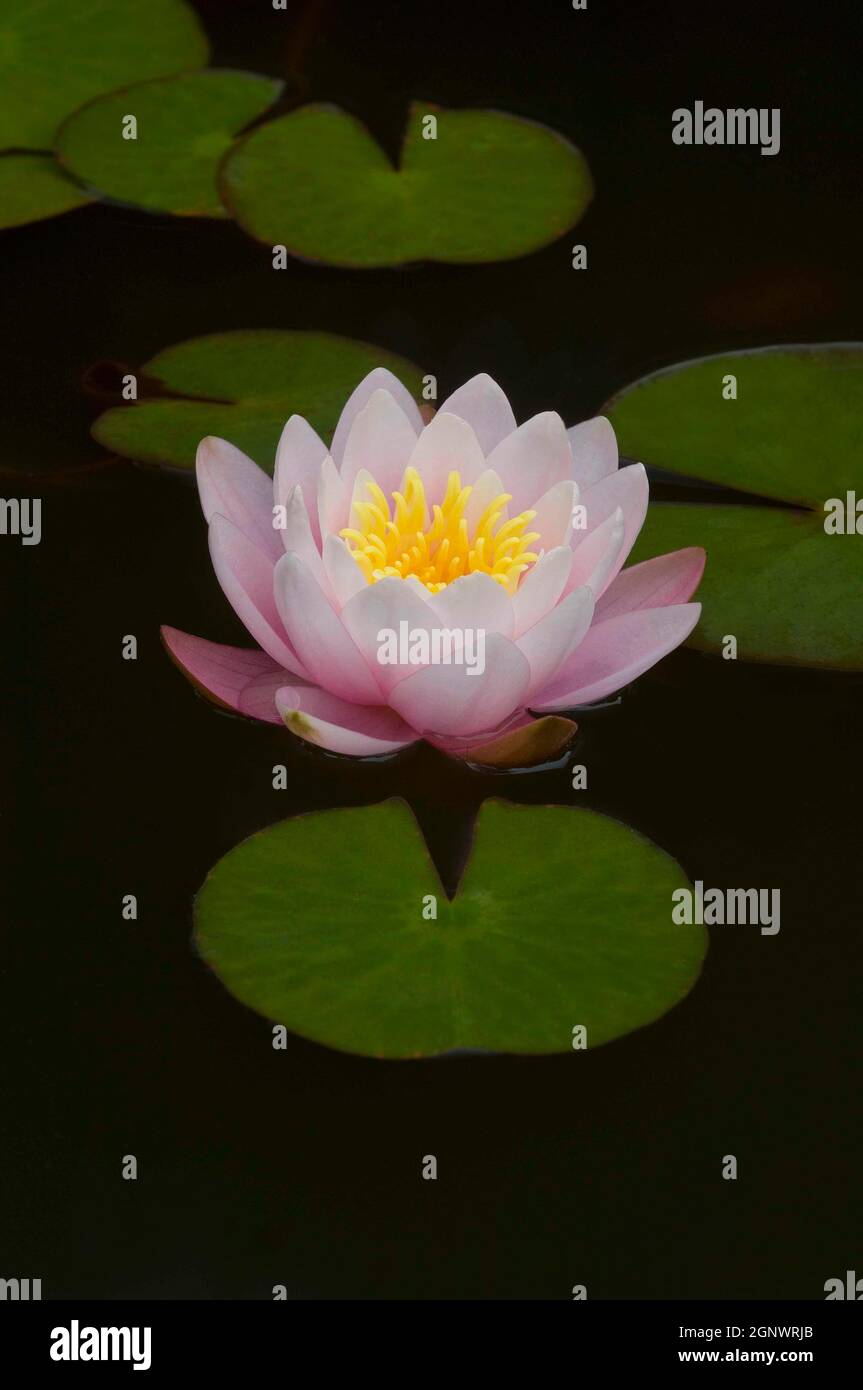 Water lily nymphaea sp flowers hi-res stock photography and images - Alamy
