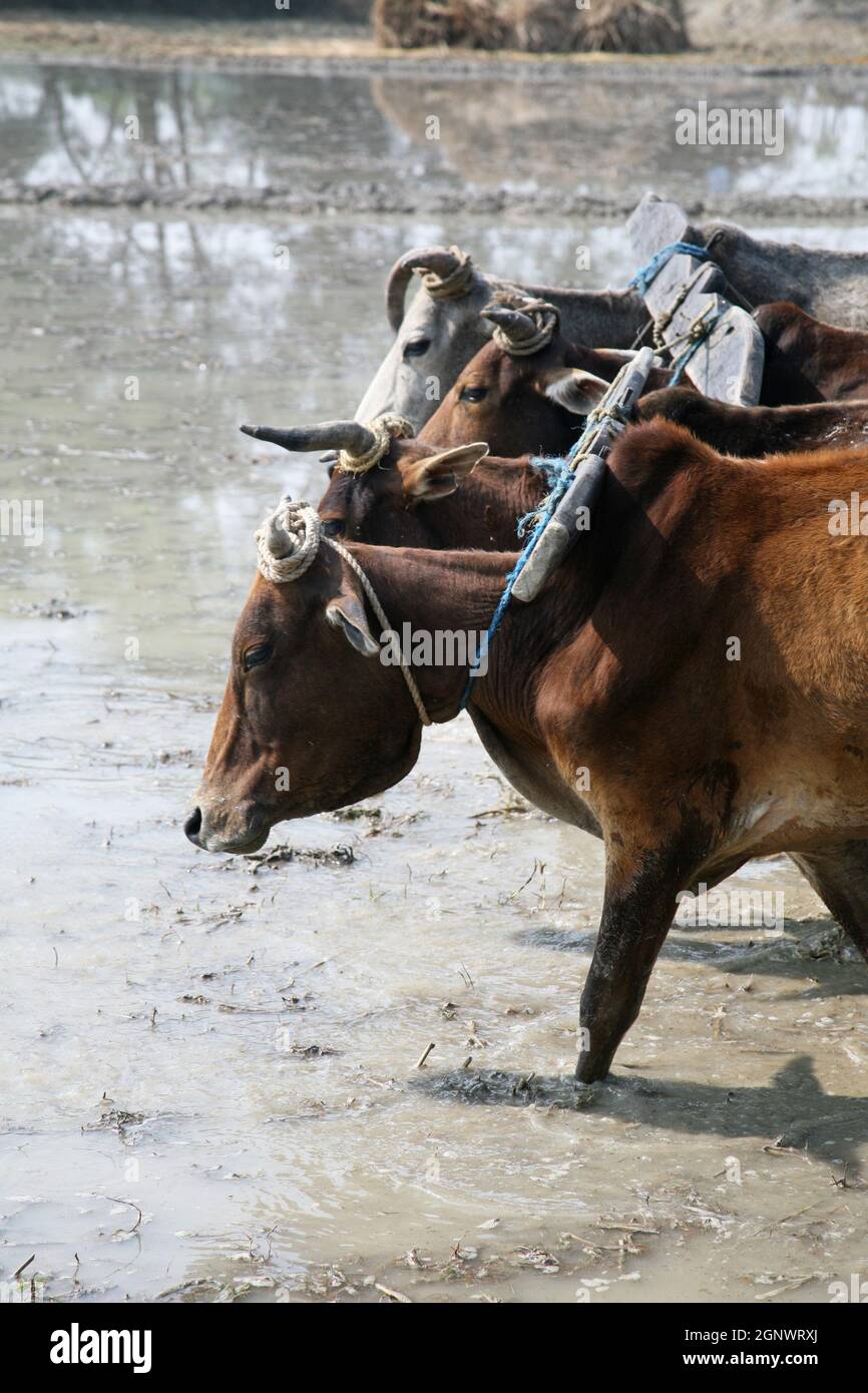 Farmers plowing agricultural field in traditional way where a plow is ...