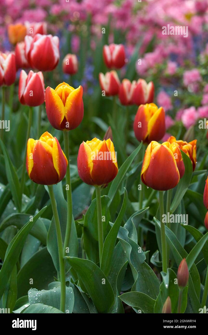 Tulips,Tulip Abu Hassan Â Triumph, Cherrydell Garden,spring,Leura.Blue ...