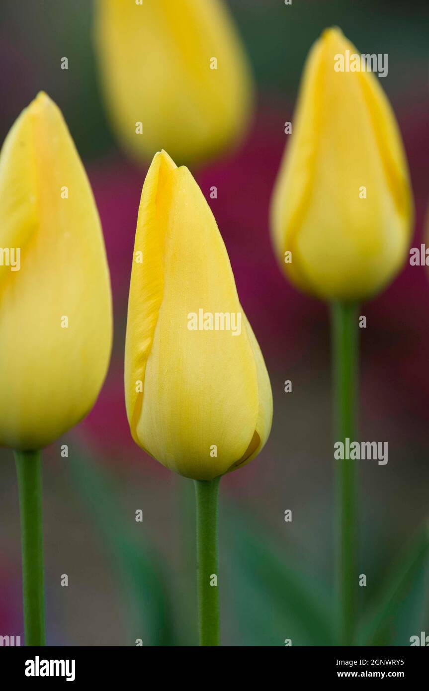 Tulip Strong Gold Â Triumph flower head, Credit:ChrisLJones / Avalon ...