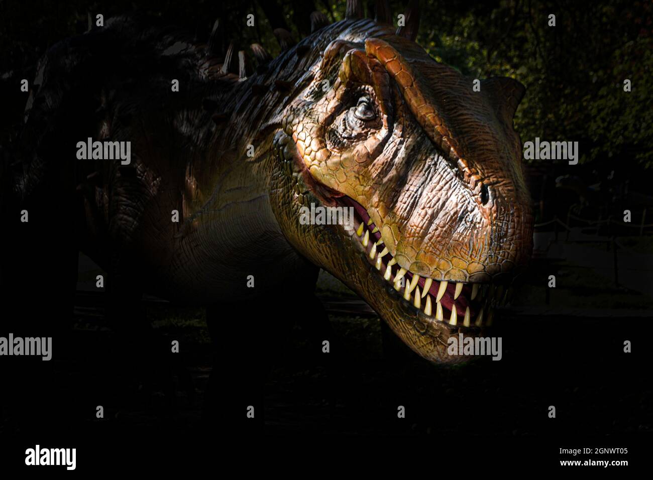 Tyrannosaurus rex dinosaur head face hi-res stock photography and ...