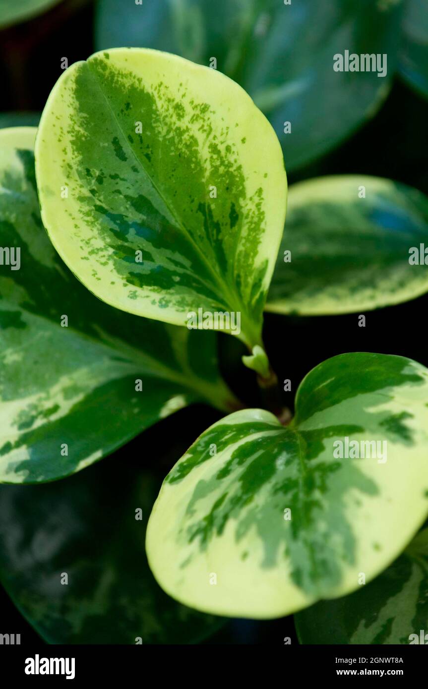 Peperomia sp hi-res stock photography and images - Alamy