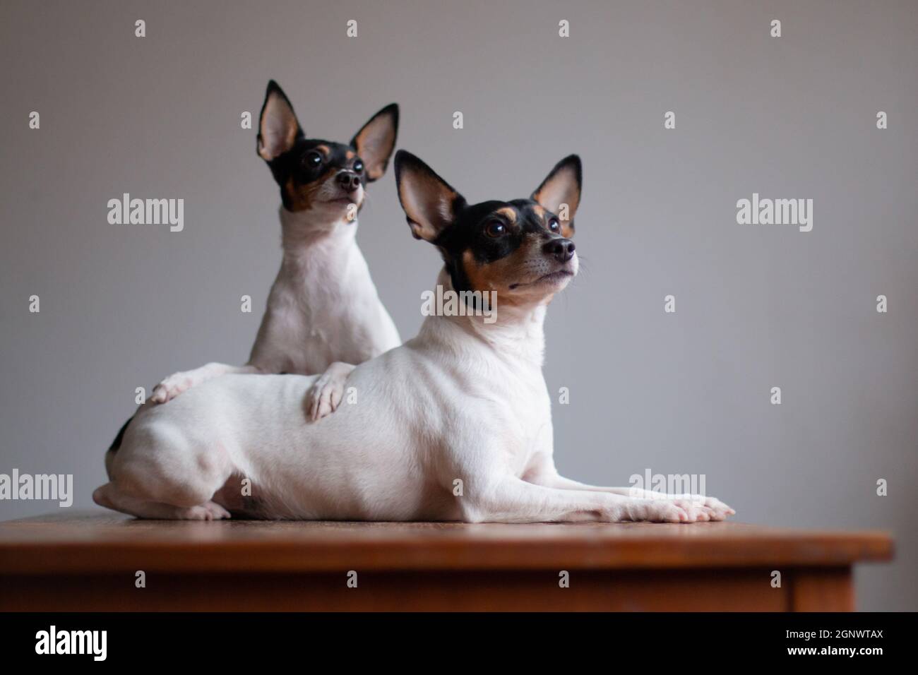 Two American toy-fox terriers of white-red-black color, portrait on a ...