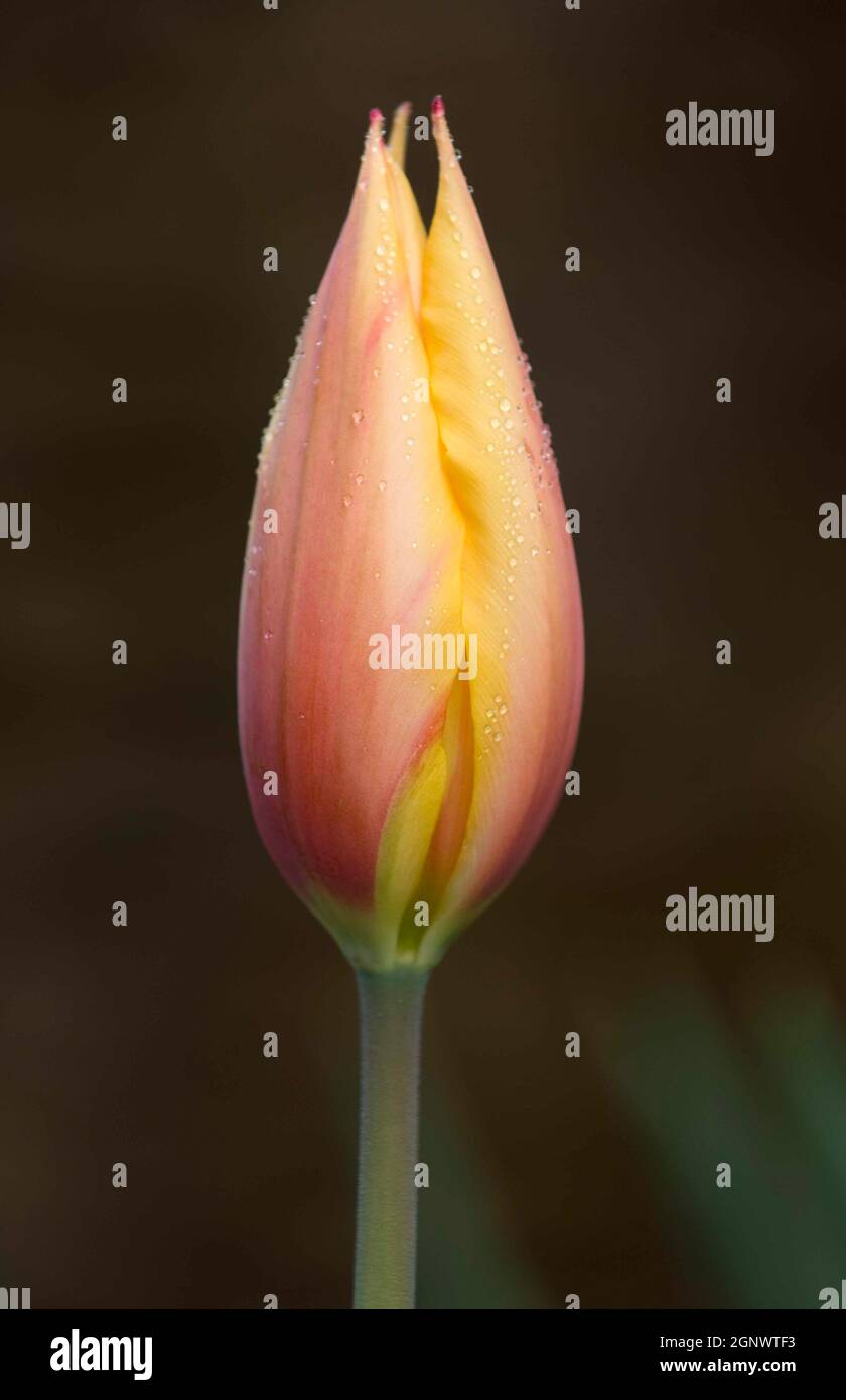 Tulip 'Blushing Beauty' Â Single late flower head, Credit:Chris L Jones ...