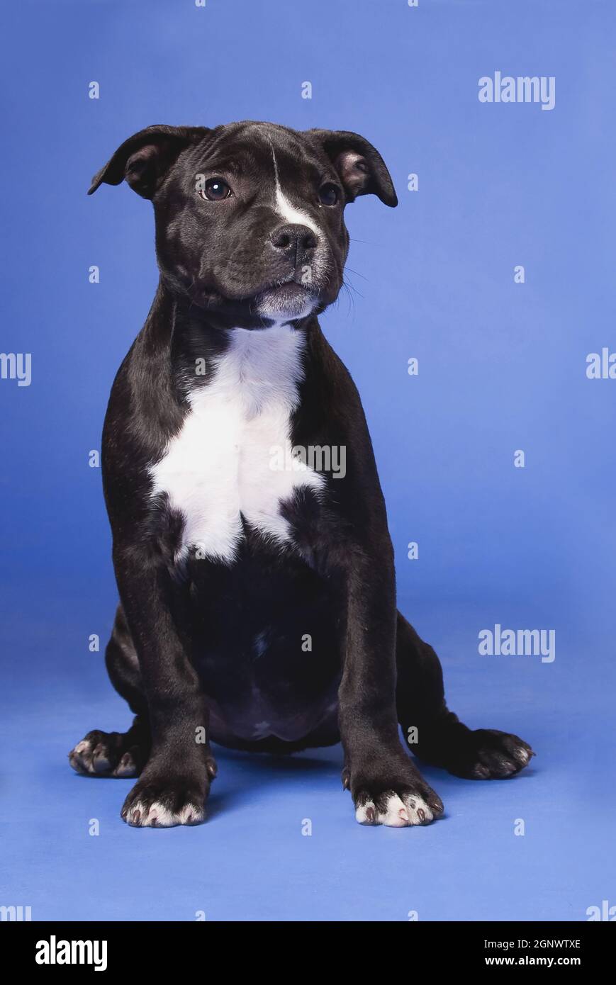 Black and white little puppy of the staffordshire terrier breed ...