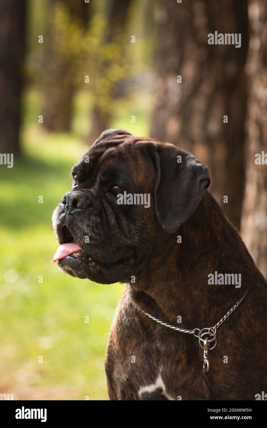 Portrait of an elderly German boxer breed dog with a chain on his neck ...
