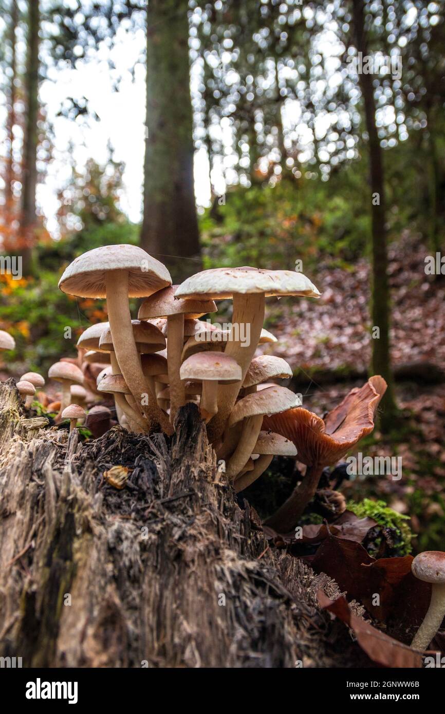 A bunch of mushrooms on an old dead tree trunk Stock Photo - Alamy