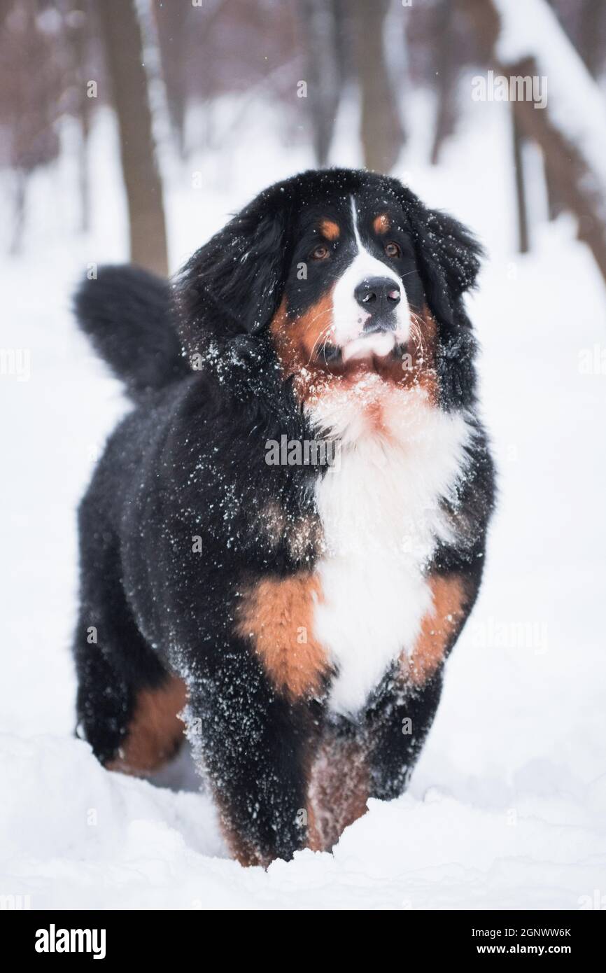 Bernese mountain dog breed dog stands proudly and poses for the ...