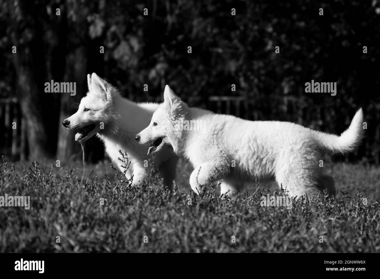 Two little white puppies of the breed White Swiss Shepherd Dog look one ...