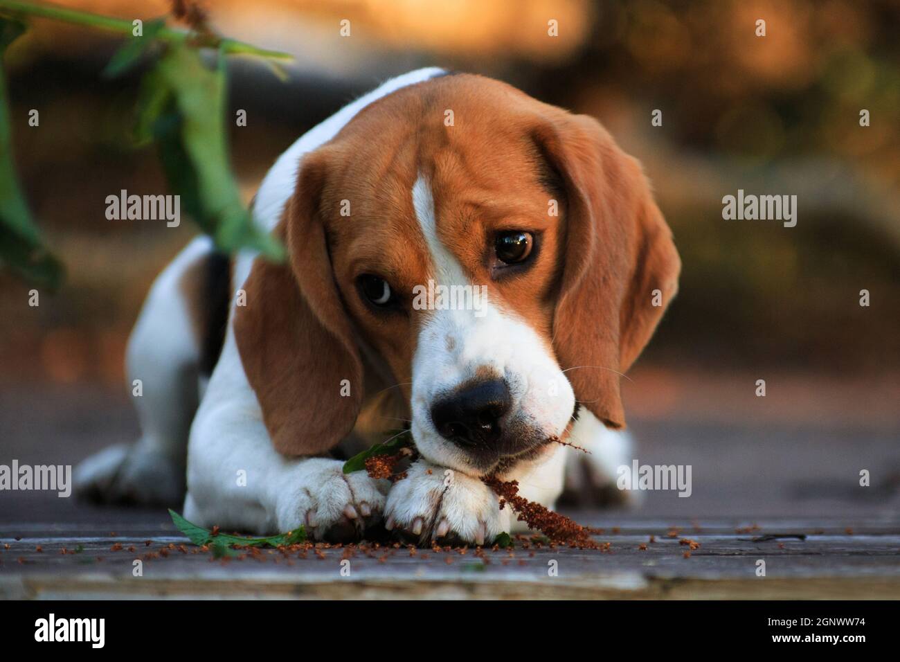 Beagle dog thoughtfully chewing a blade of grass Stock Photo - Alamy
