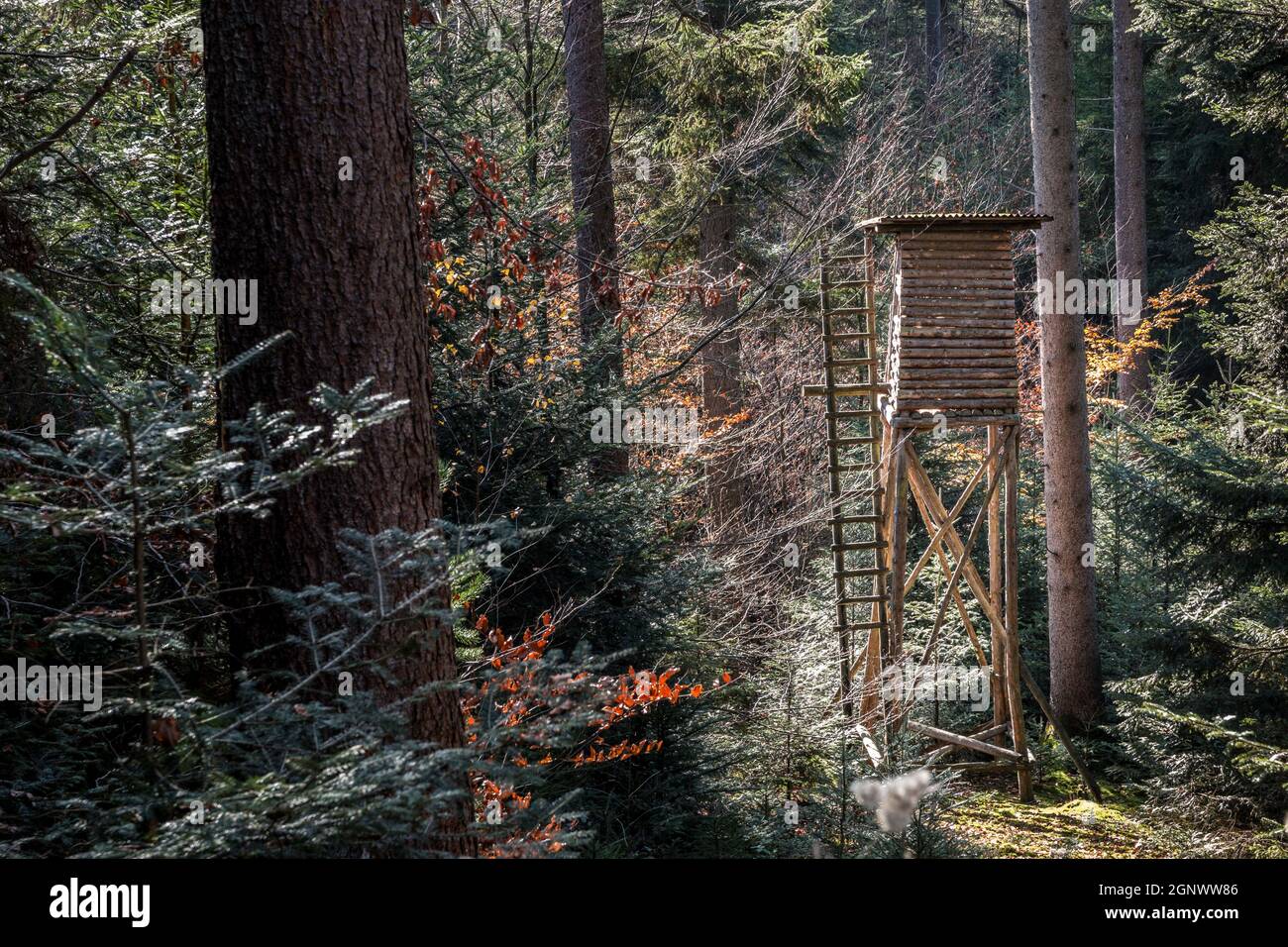 Small raised hide for hunting in the middle of the forest Stock Photo ...