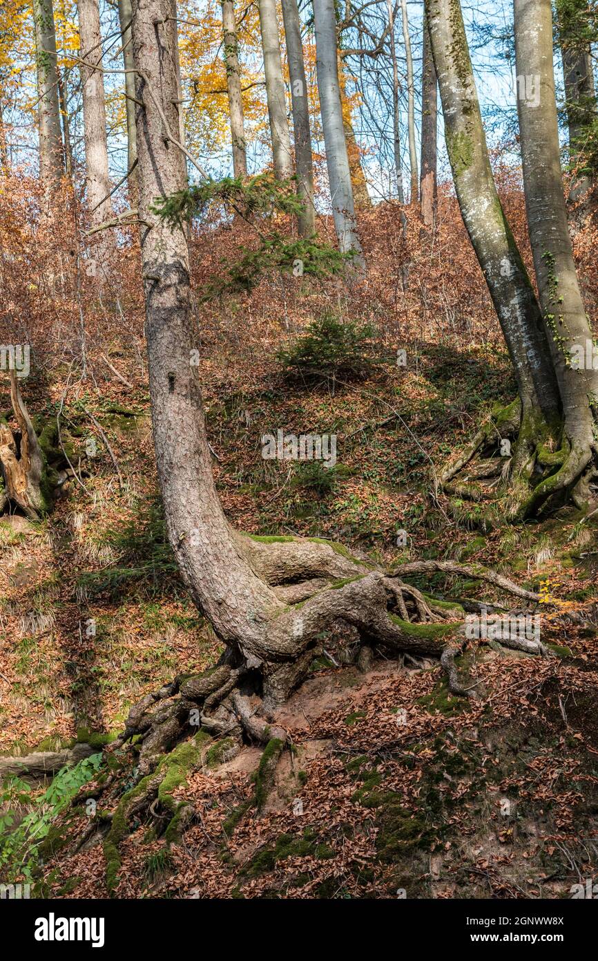 A high tree growing on a huge rock Stock Photo - Alamy