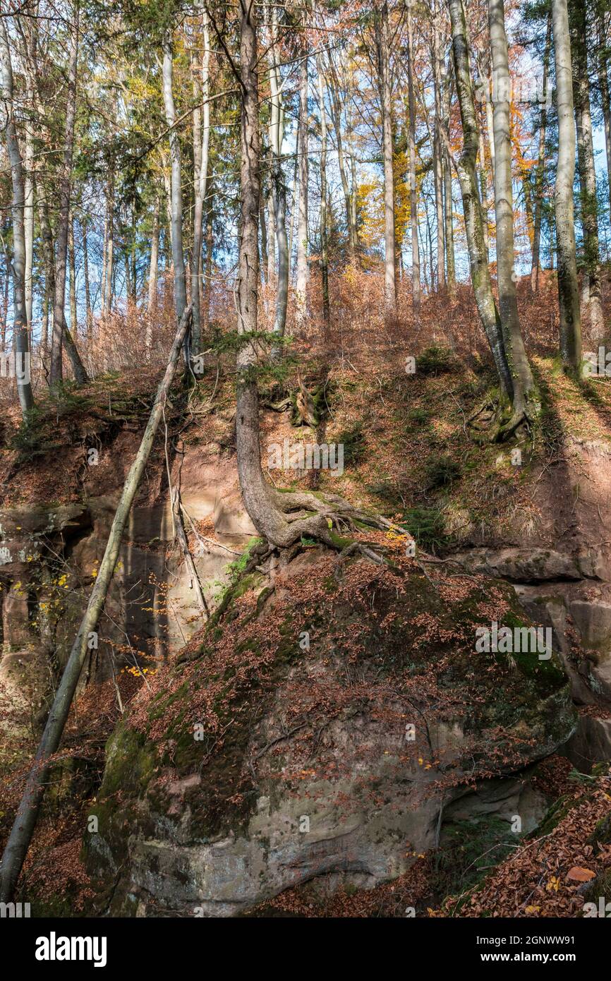 A high tree growing on a huge rock Stock Photo - Alamy