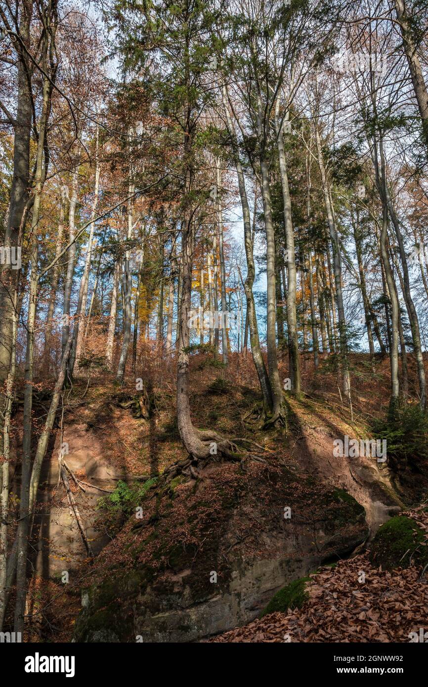 A high tree growing on a huge rock Stock Photo - Alamy
