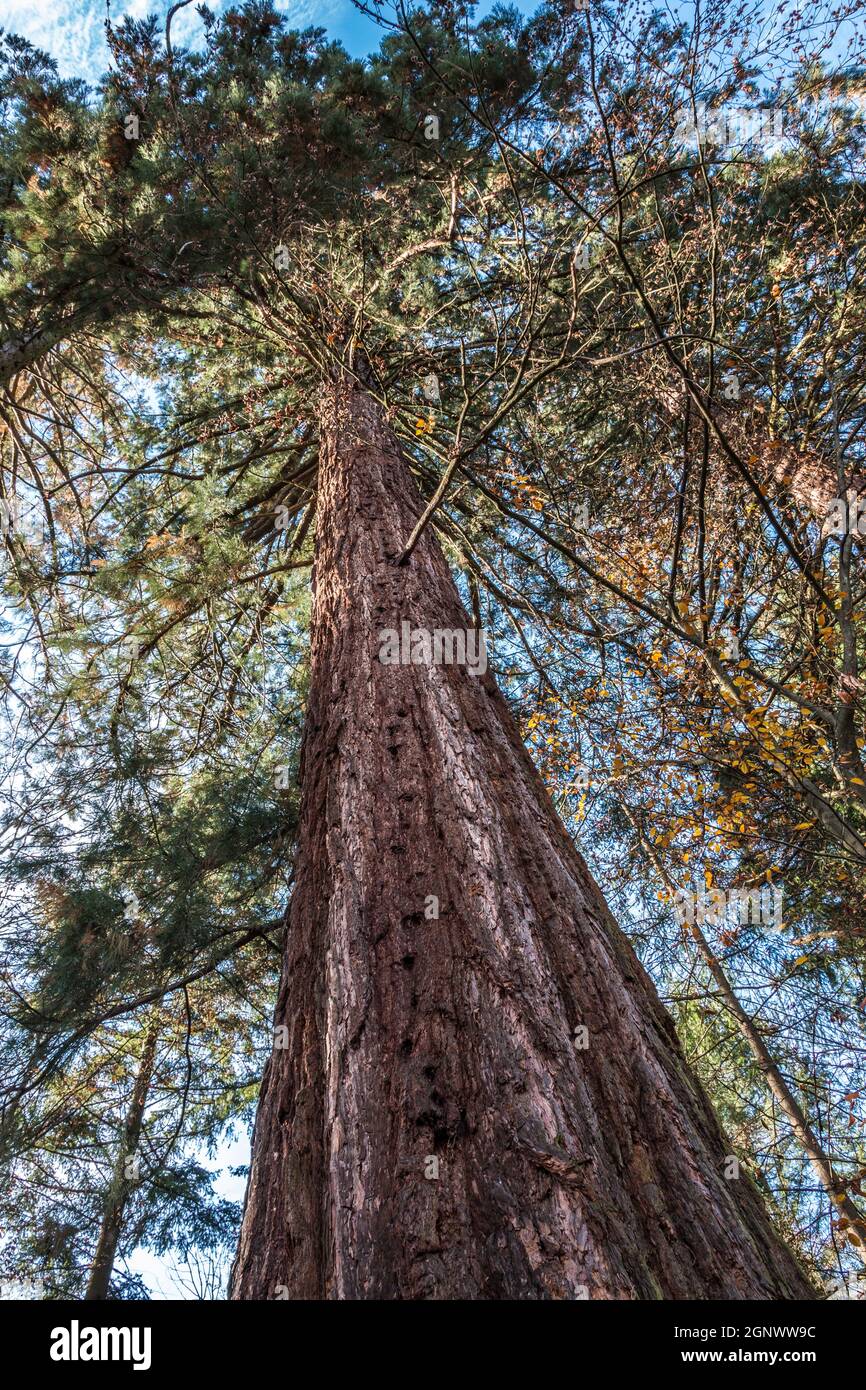 Big and huge mammoth tree in the middle of the forest Stock Photo - Alamy