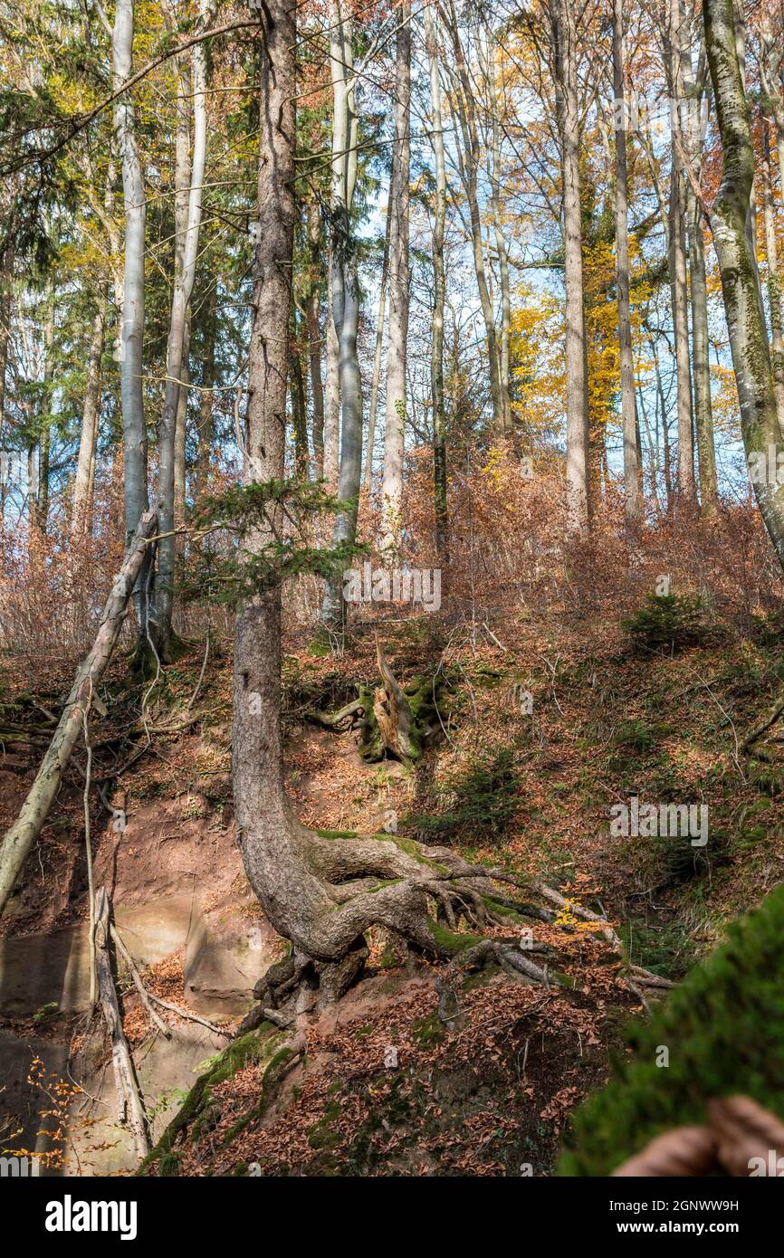 A high tree growing on a huge rock Stock Photo - Alamy