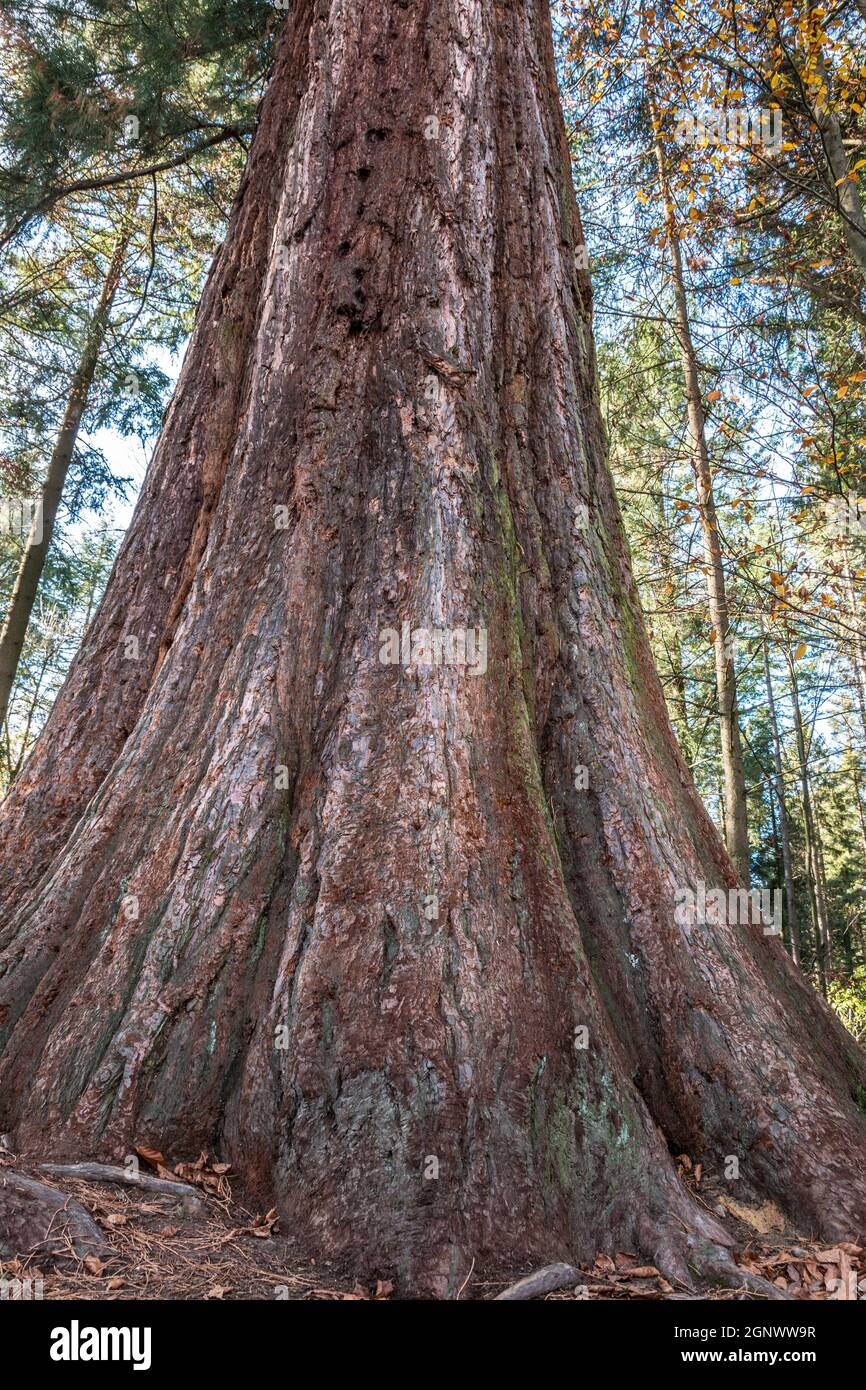Big and huge mammoth tree in the middle of the forest Stock Photo - Alamy