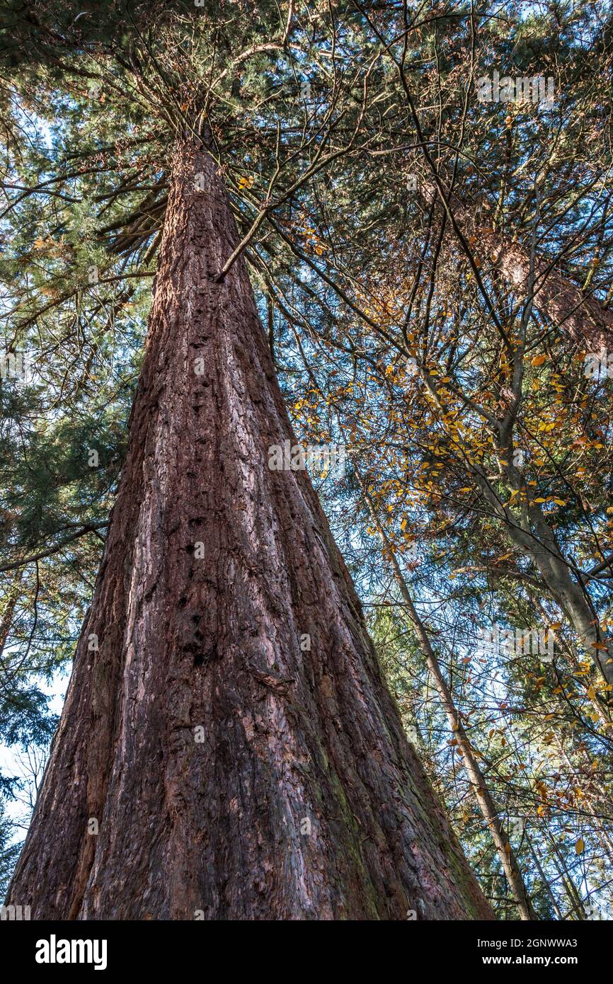 Big and huge mammoth tree in the middle of the forest Stock Photo - Alamy
