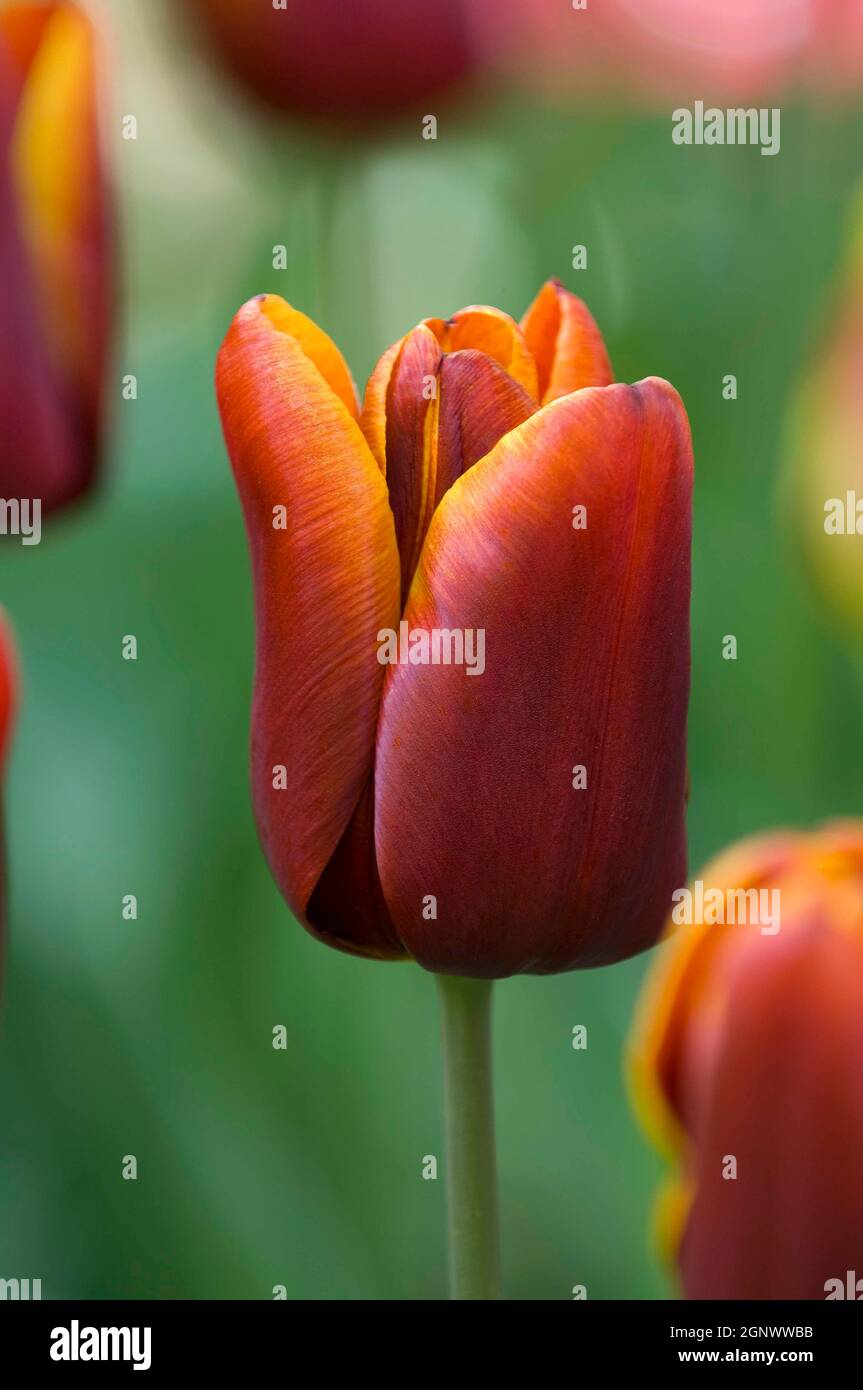 Triumph tulip abu hassan hi-res stock photography and images - Alamy