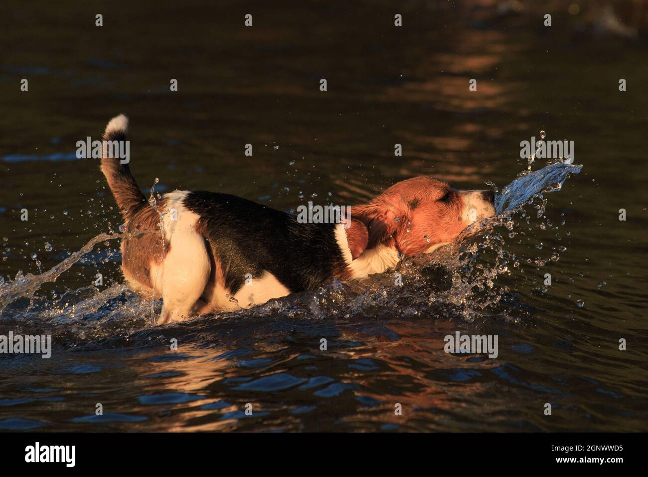 Beagle dog jumping in the water and spray flying in all directions ...