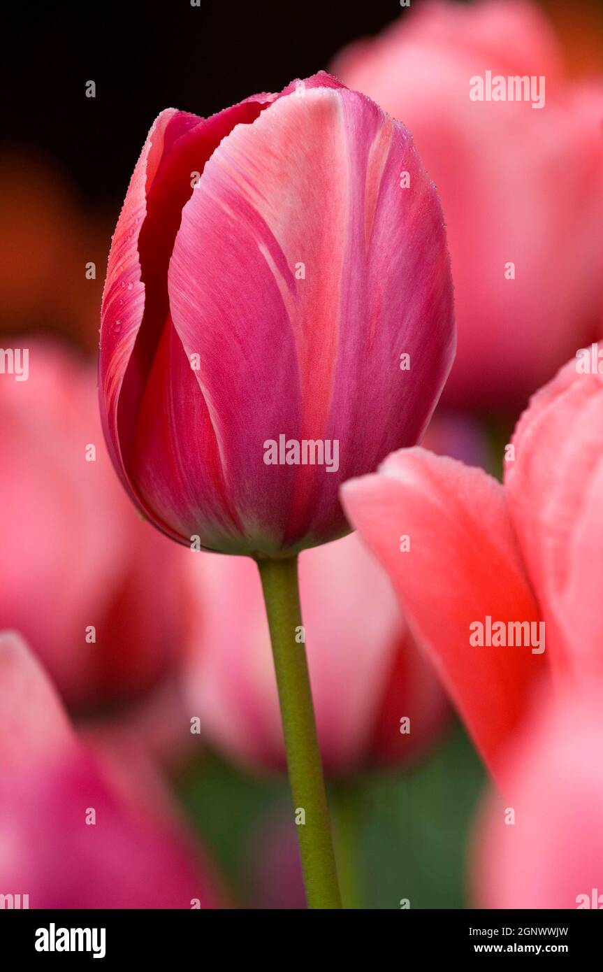 Cherrydell garden hi-res stock photography and images - Alamy