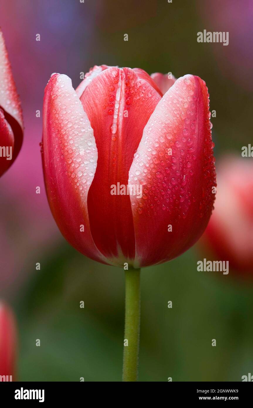 Tulip Leen van der Mark Â Triumph flower head, Credit:ChrisLJones ...