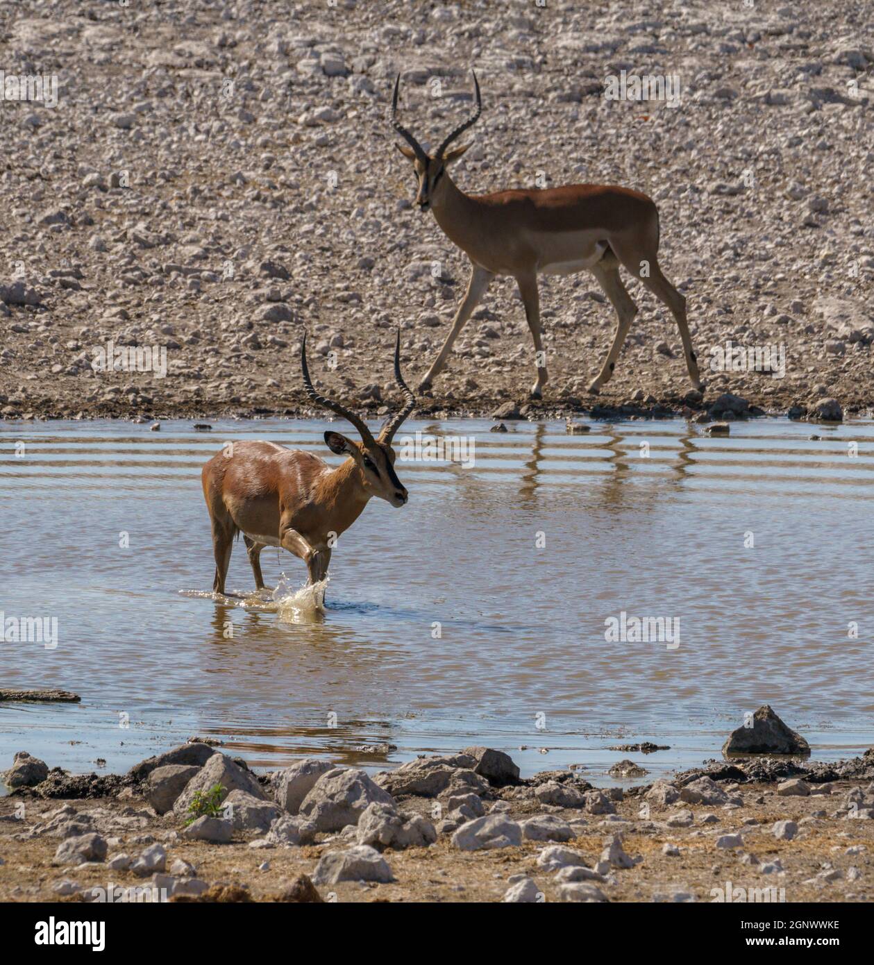 Black face impala hi-res stock photography and images - Alamy
