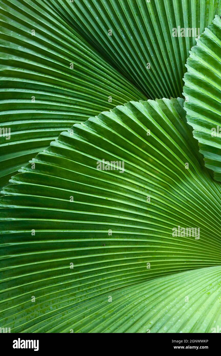 Licuala orbicularis palm hi-res stock photography and images - Alamy
