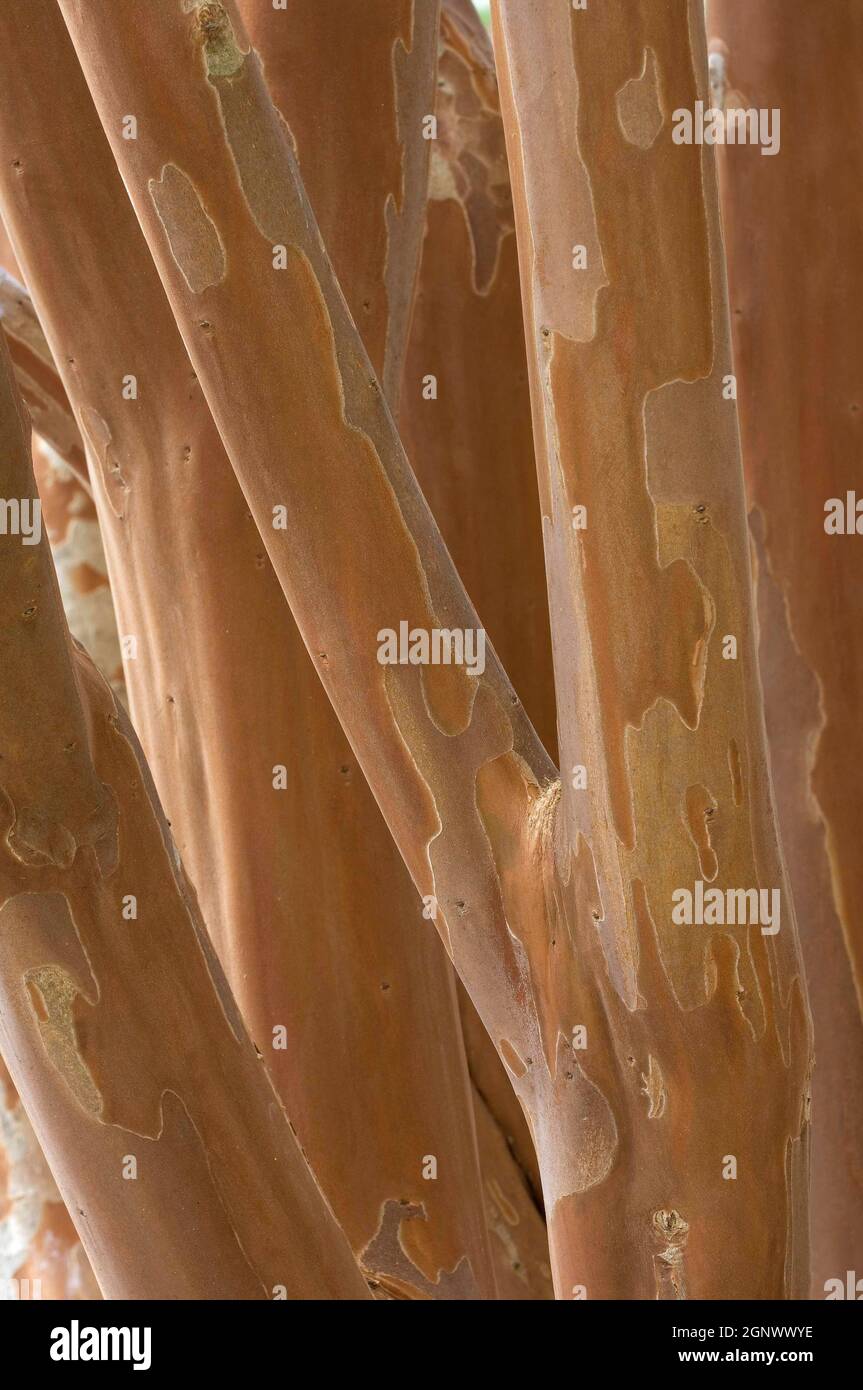 Lagerstroemia bark hi-res stock photography and images - Alamy
