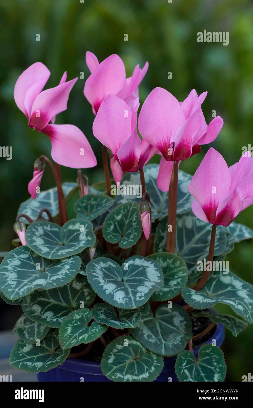Cyclamen persicum florists hybrid5, Credit:Chris L Jones / Avalon Stock ...