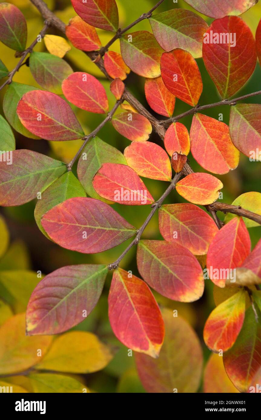 Crepe myrtle autumn leaves hi-res stock photography and images - Alamy
