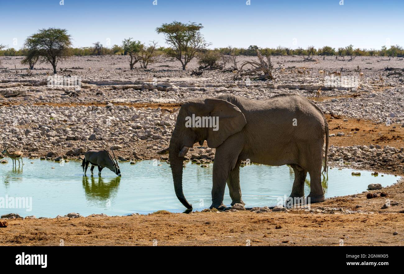 Elephants in Northern Namibia Stock Photo - Alamy