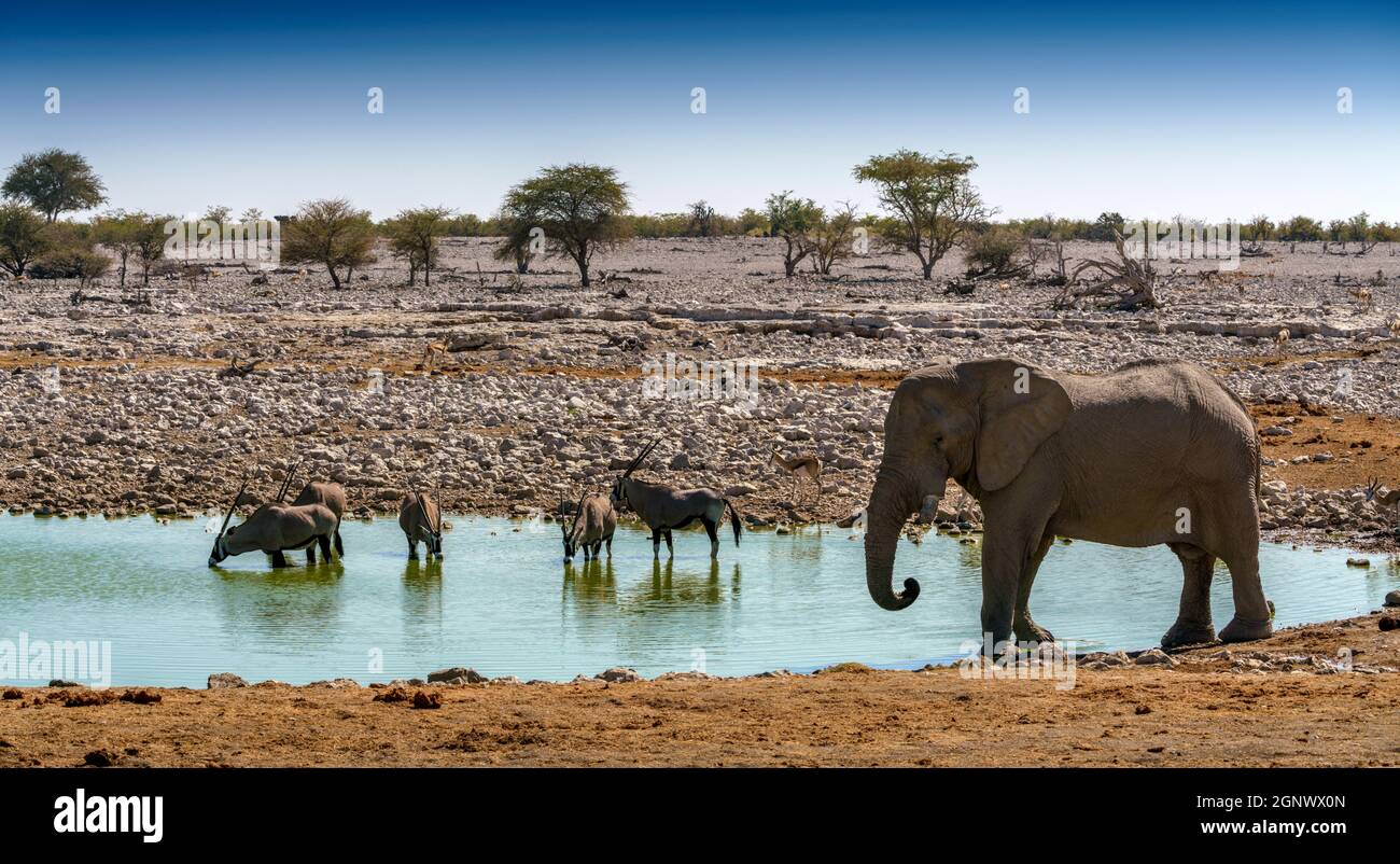 Elephants in Northern Namibia Stock Photo - Alamy