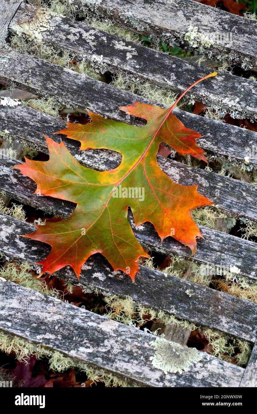 Bebeah garden hi-res stock photography and images - Alamy