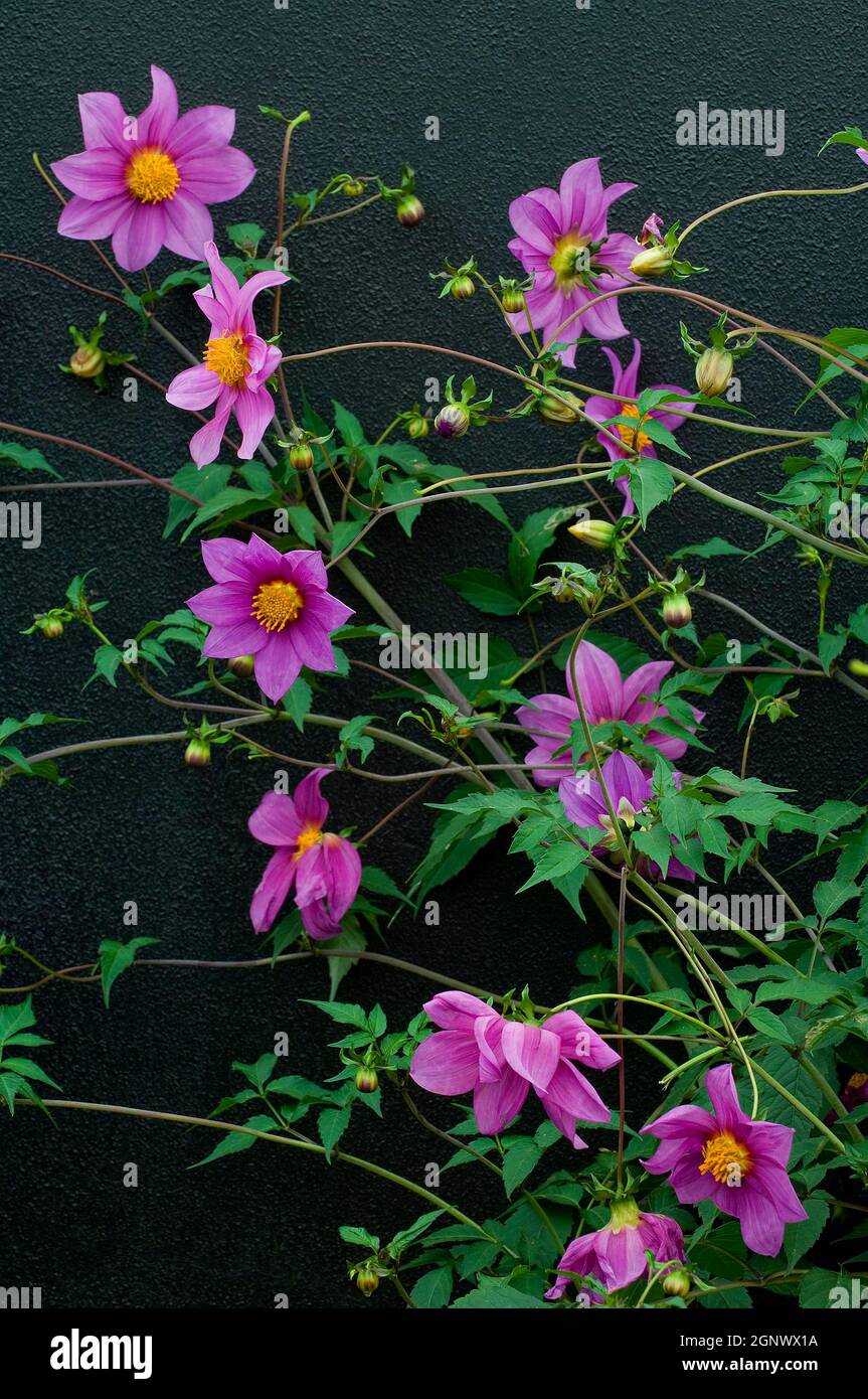 Tree Dahlia Timothy Hammett, Credit:Chris L Jones / Avalon Stock Photo ...