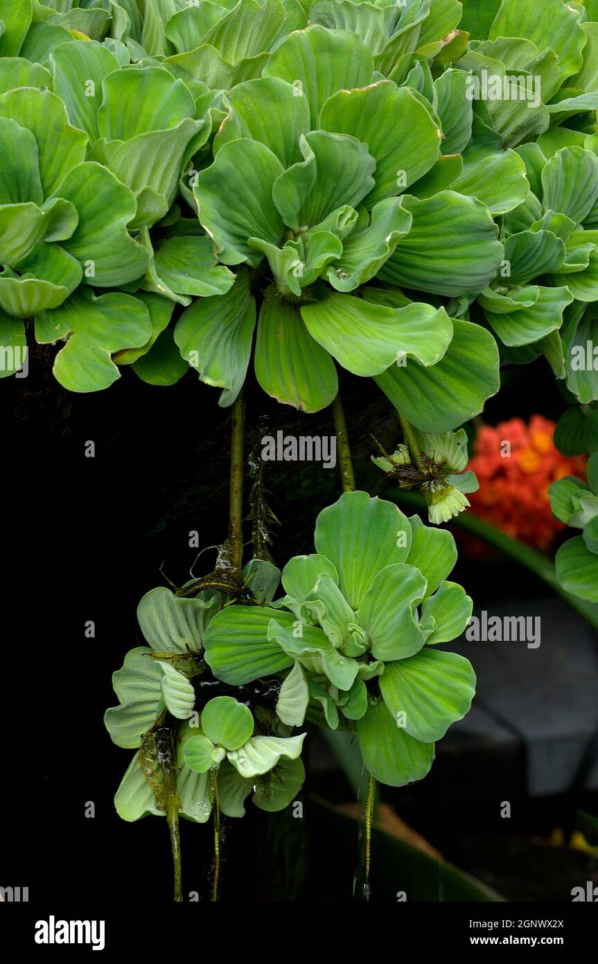 Waterlettuce hi-res stock photography and images - Alamy