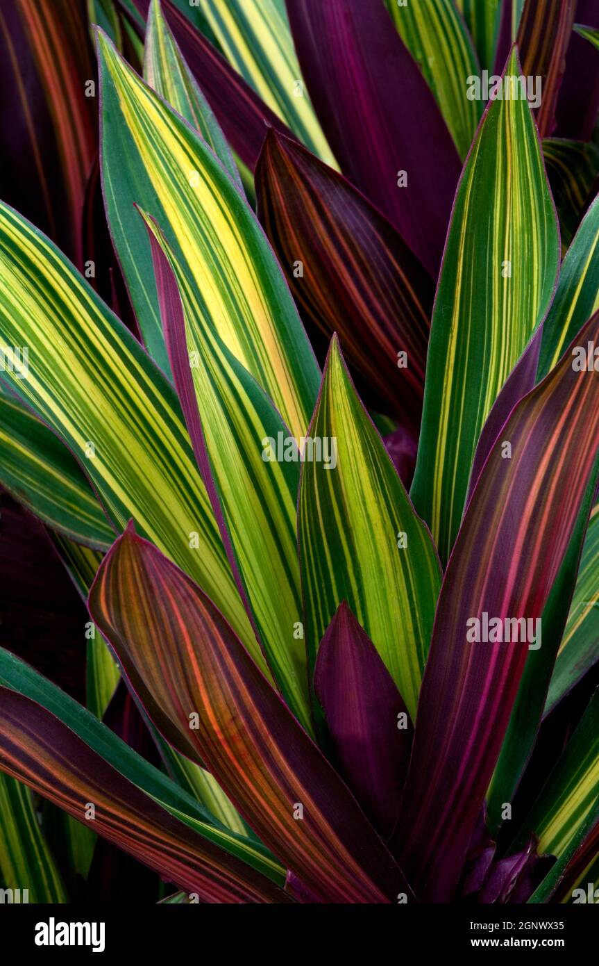 Rhoeo spathacea variegata hi-res stock photography and images - Alamy
