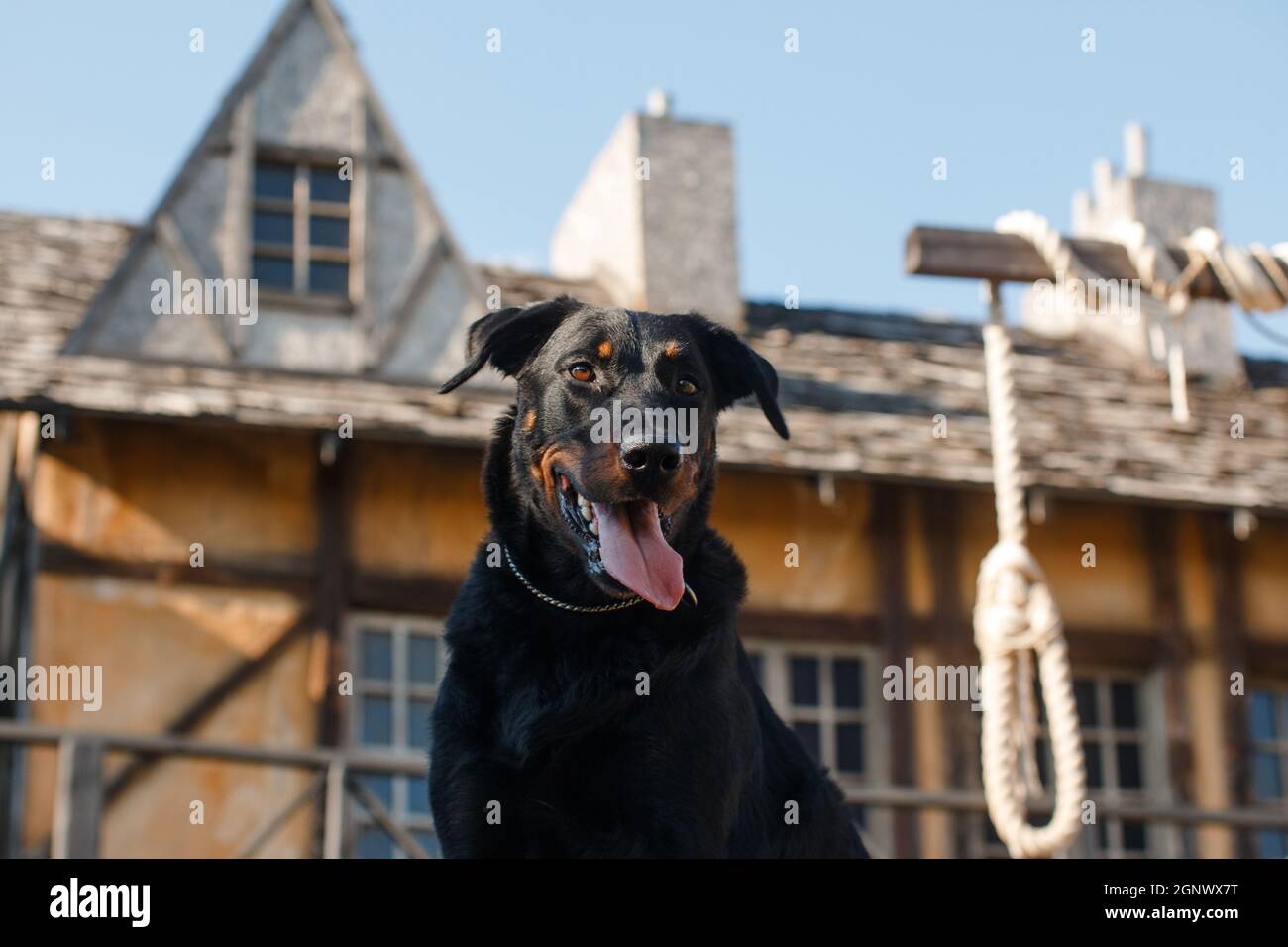 black big dog of the beauceron breed (french shepherd) is sitting on ...