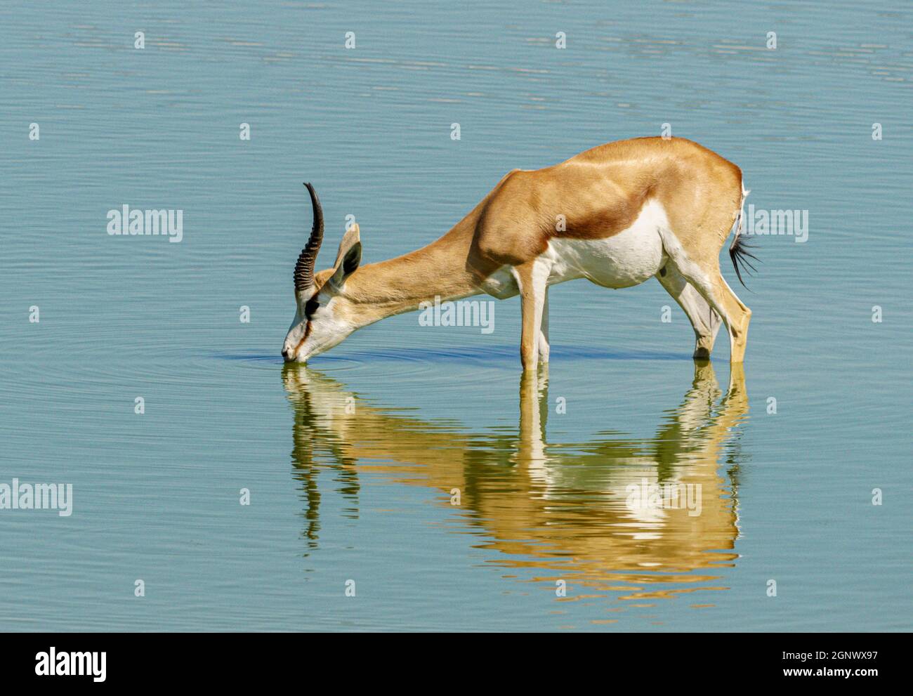 Springbok fawn hi-res stock photography and images - Alamy