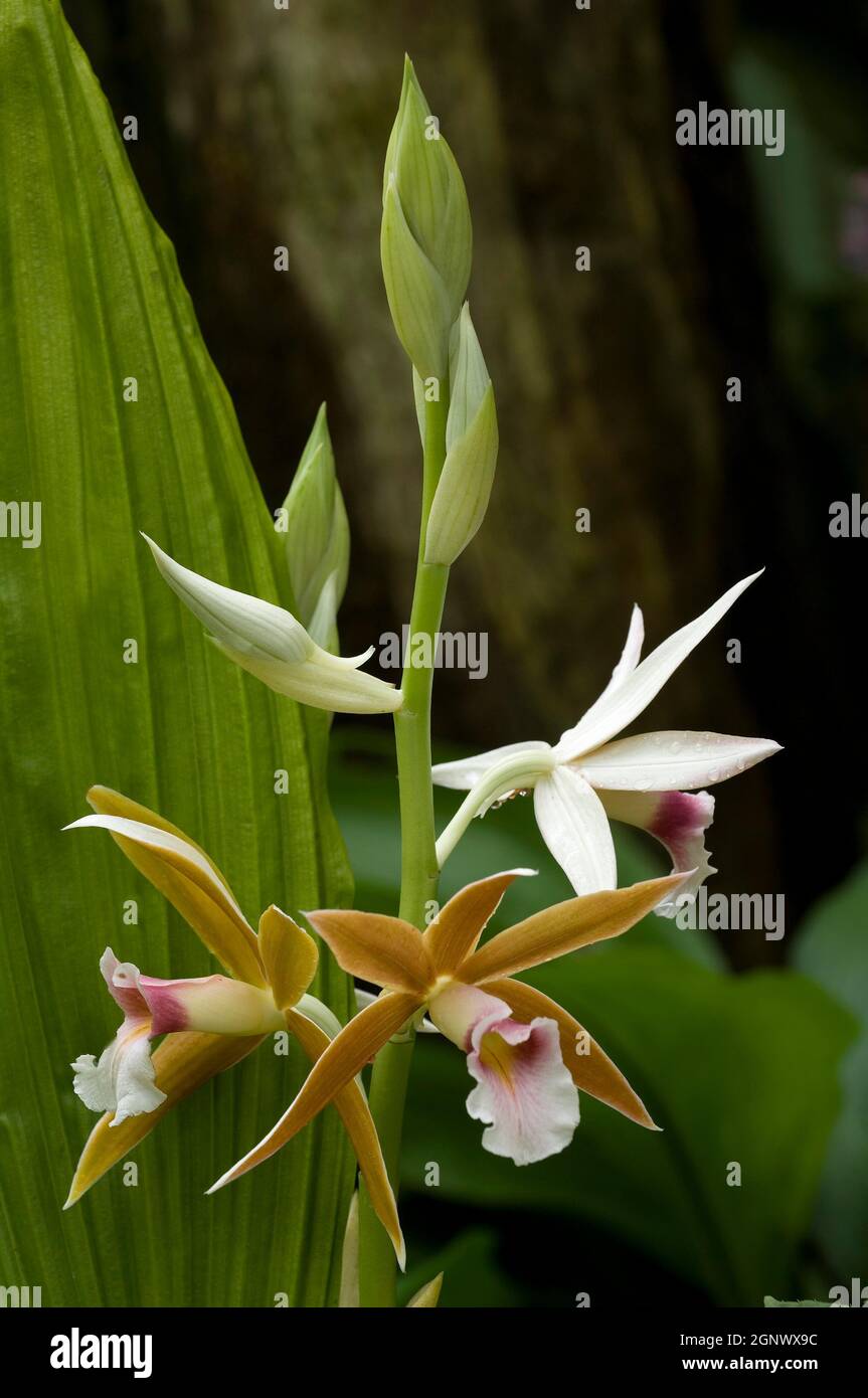 Phaius orchid hi-res stock photography and images - Alamy