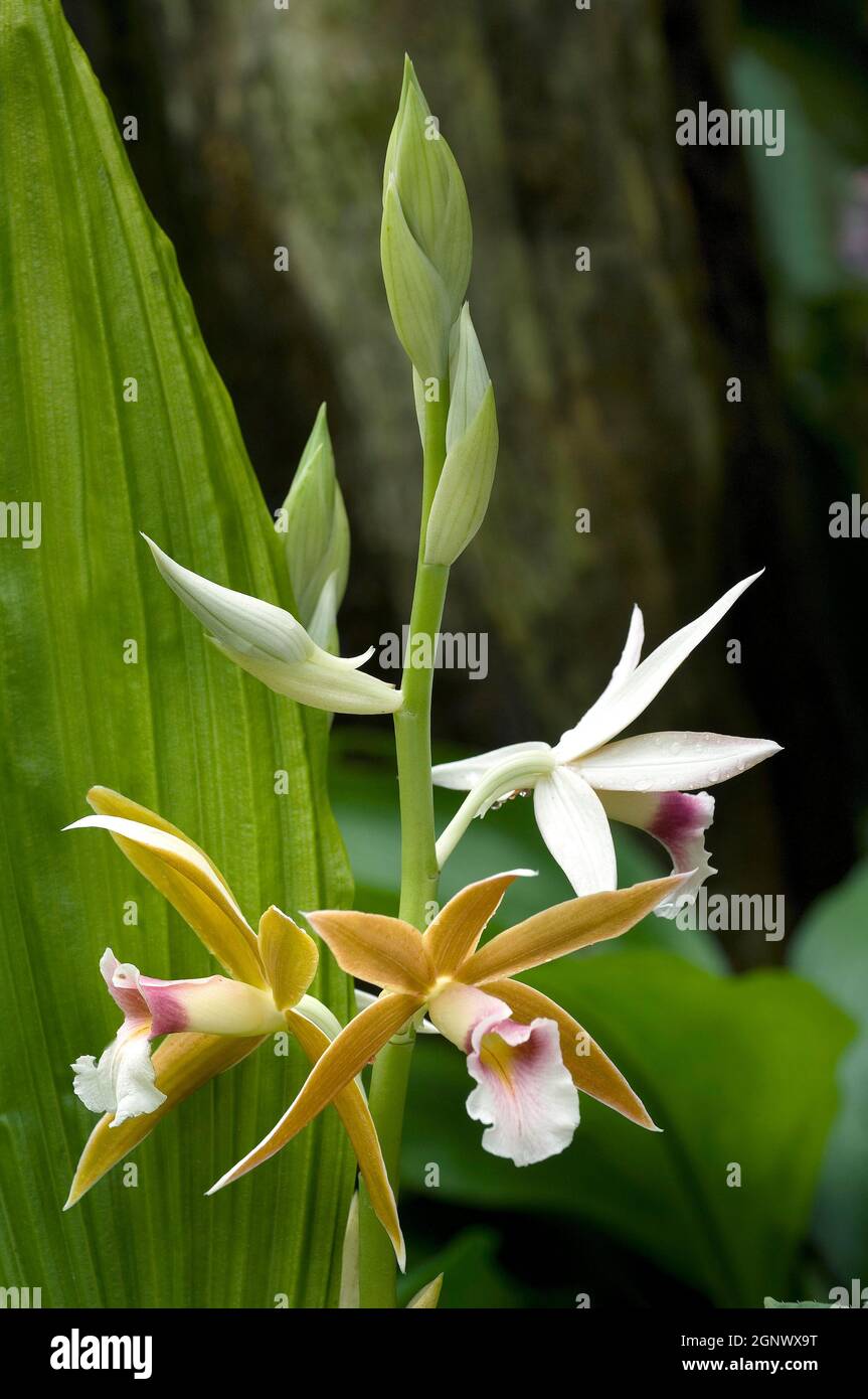 Phaius orchid hi-res stock photography and images - Alamy