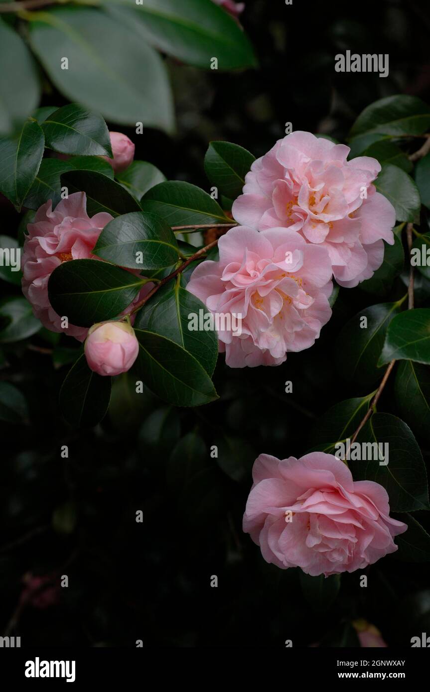 Pink double-flowered Camellia, Credit:Chris L Jones / Avalon Stock ...