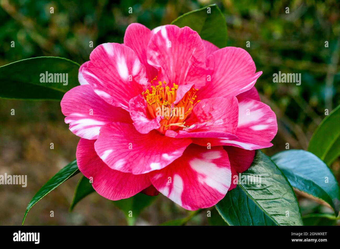 Camellia Japonica 'Reg Ragland' a winter spring summer shrub plant with ...