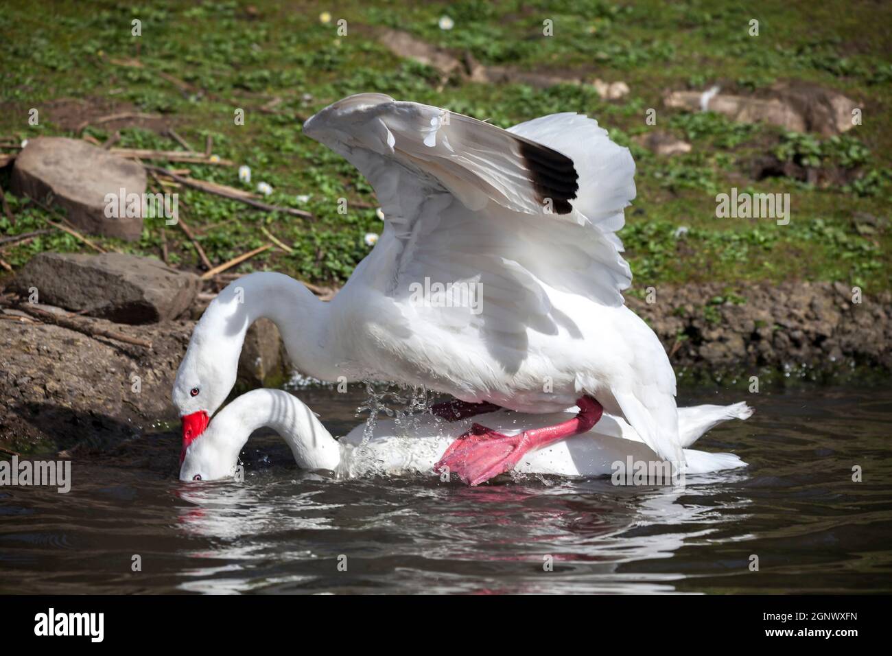 Black swans mating hi-res stock photography and images - Alamy