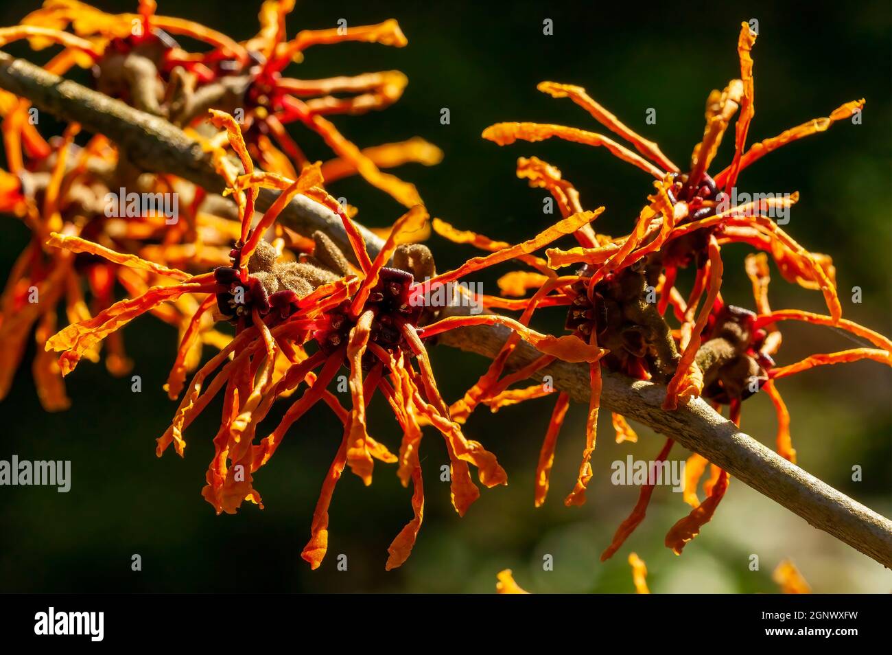 Hamamelis x Intermedia 'Aphrodite' (Witch Hazel) a winter spring ...