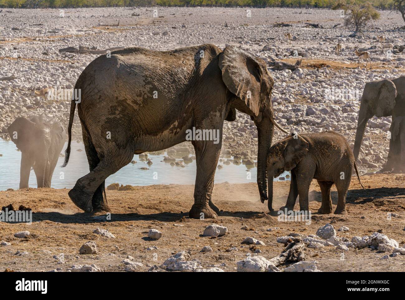Elephants in Northern Namibia Stock Photo - Alamy