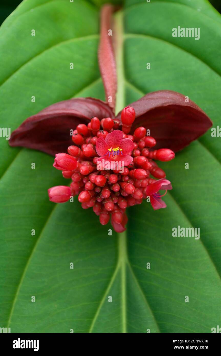 Medinilla miniata Crimson medinilla flowers and bud, Credit:Chris L ...