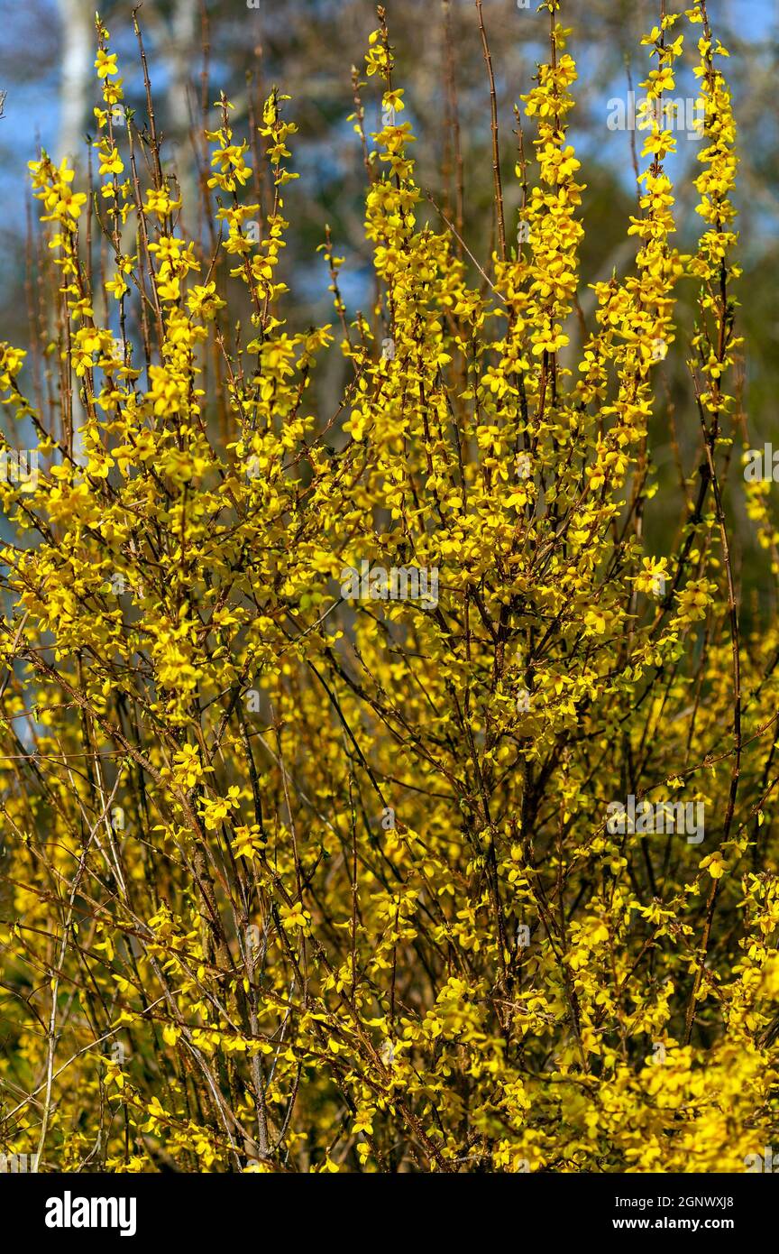 Forsythia x intermedia 'Week End' (Courtalyn) a winter spring flowering ...