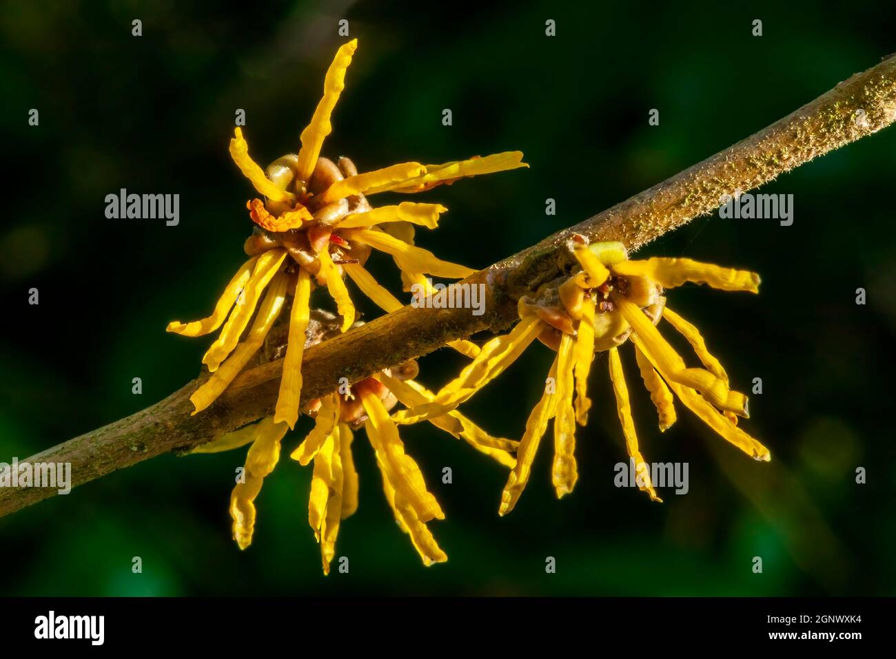 Hamamelis x Intermedia 'Brevipetala' (Witch Hazel) a winter spring ...