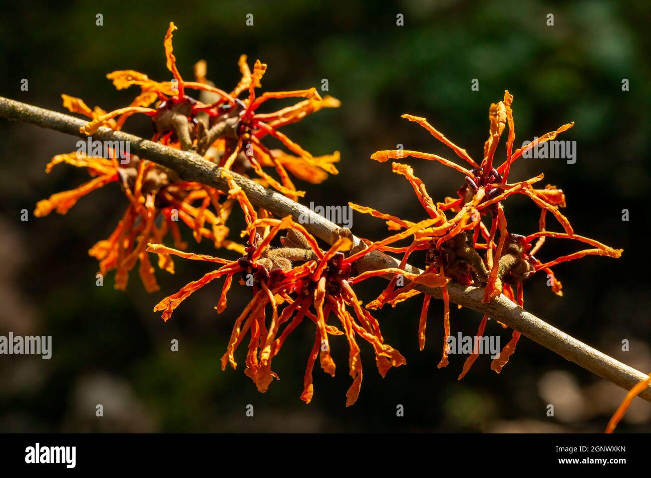 Hamamelis x Intermedia 'Aphrodite' (Witch Hazel) a winter spring ...